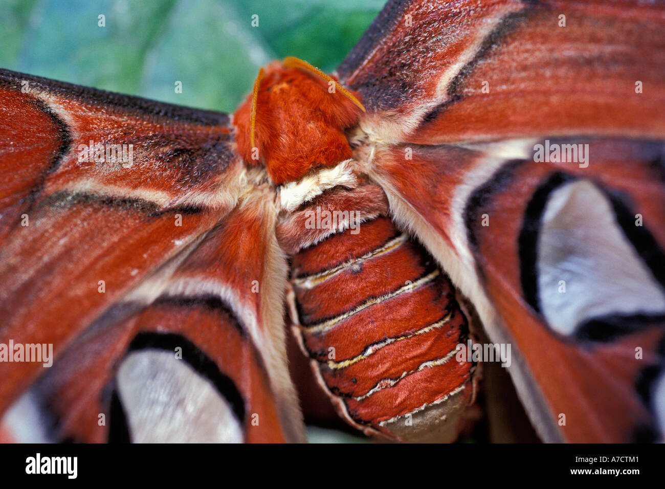 Atlas moth camouflage hi-res stock photography and images - Alamy