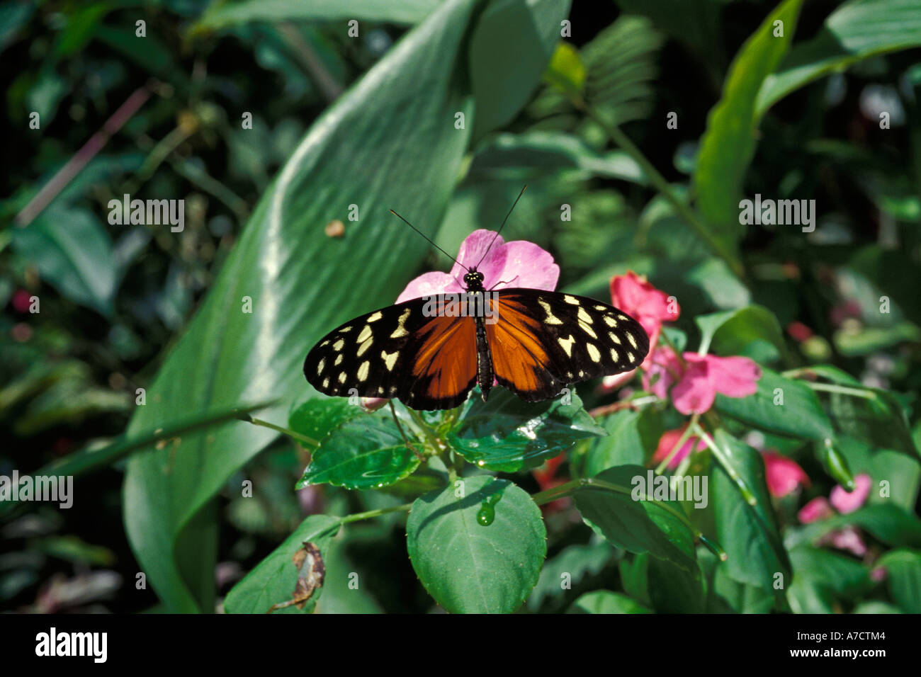 Golden Helicon butterfly Heliconius hecate Butterfly Garden Victoria ...