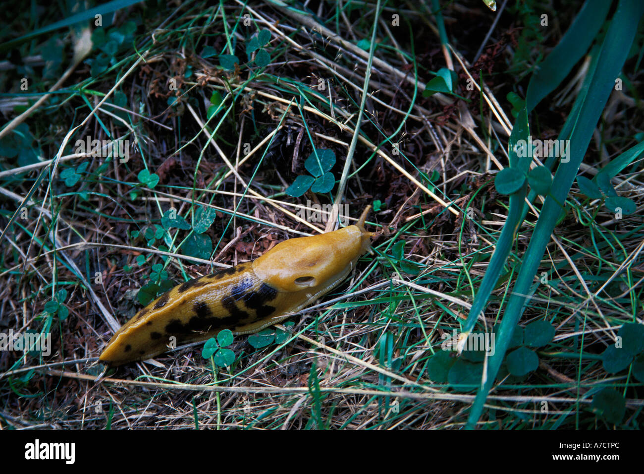 Pacific northwest slug hi-res stock photography and images - Alamy