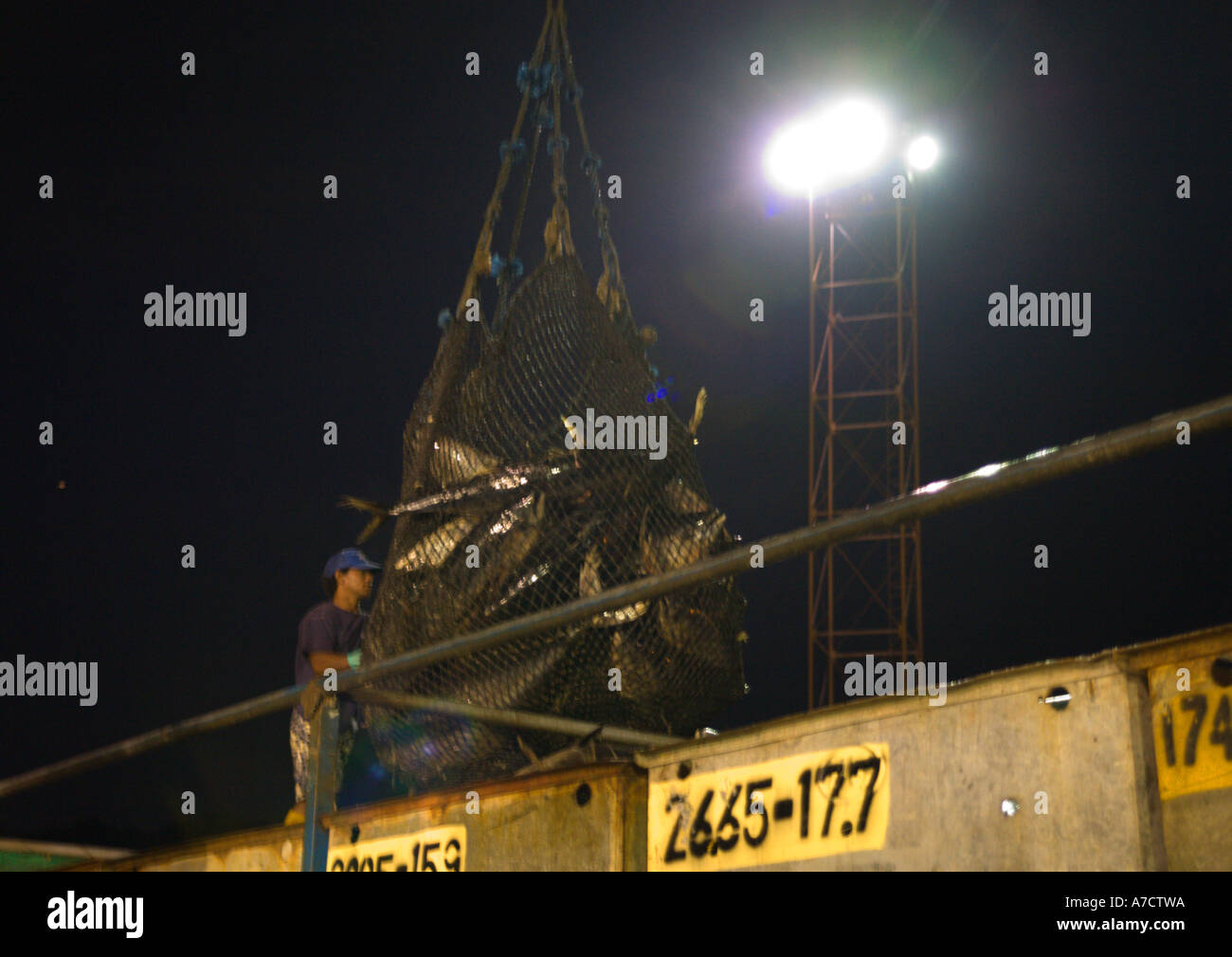 Unloading yellow fin tuna from a trawler into containers on a lorry by ...