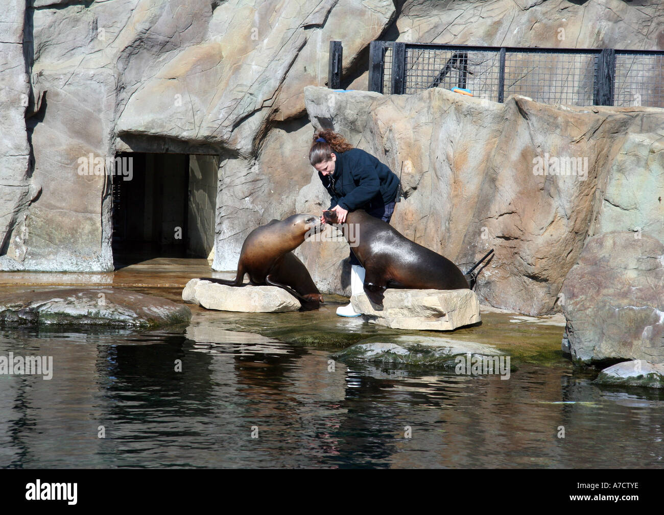 Lion training hi-res stock photography and images - Alamy