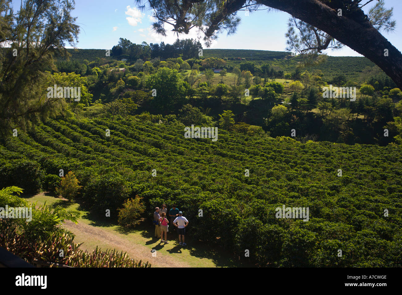 Visitors at big coffee plantation on lower slopes near Poas Volcano in ...