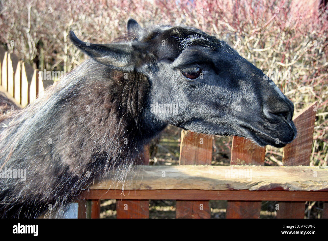 Llama black hi-res stock photography and images - Alamy