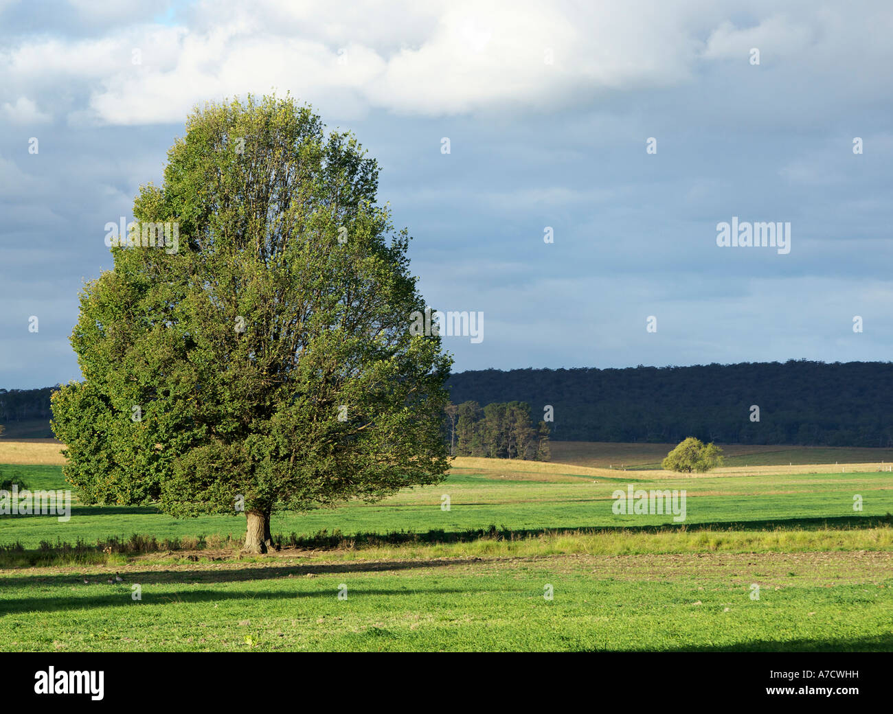 landscape of a single green bushy tree in green field Stock Photo - Alamy
