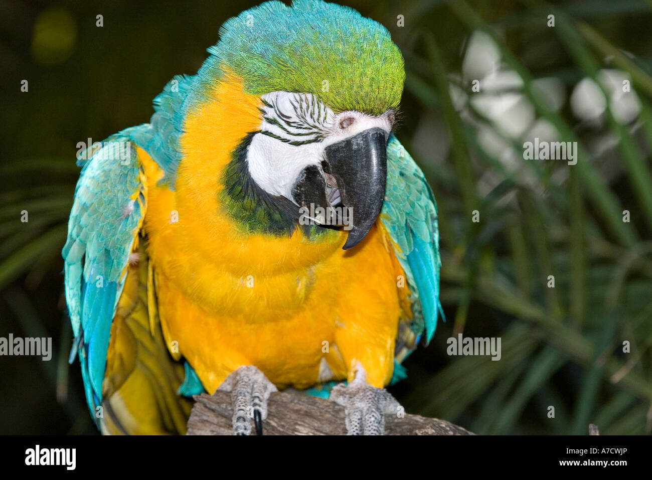 macaw laughing or crying Stock Photo - Alamy