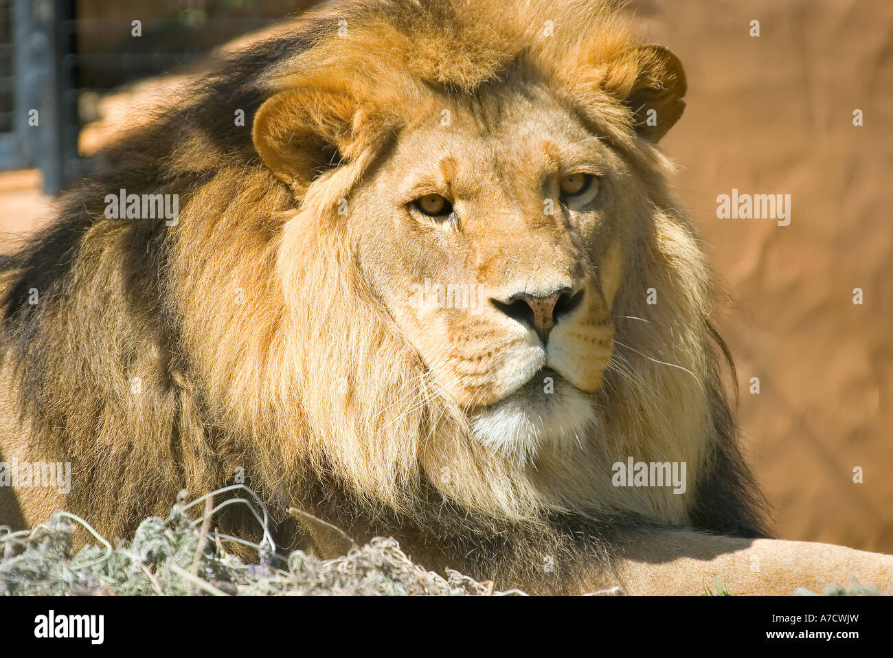Lion looking forward hi-res stock photography and images - Alamy