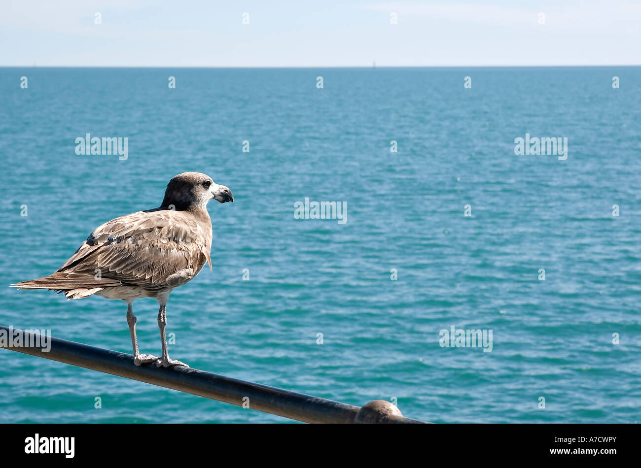 a seabird stands on a rail and looks over the sea to the distant ...