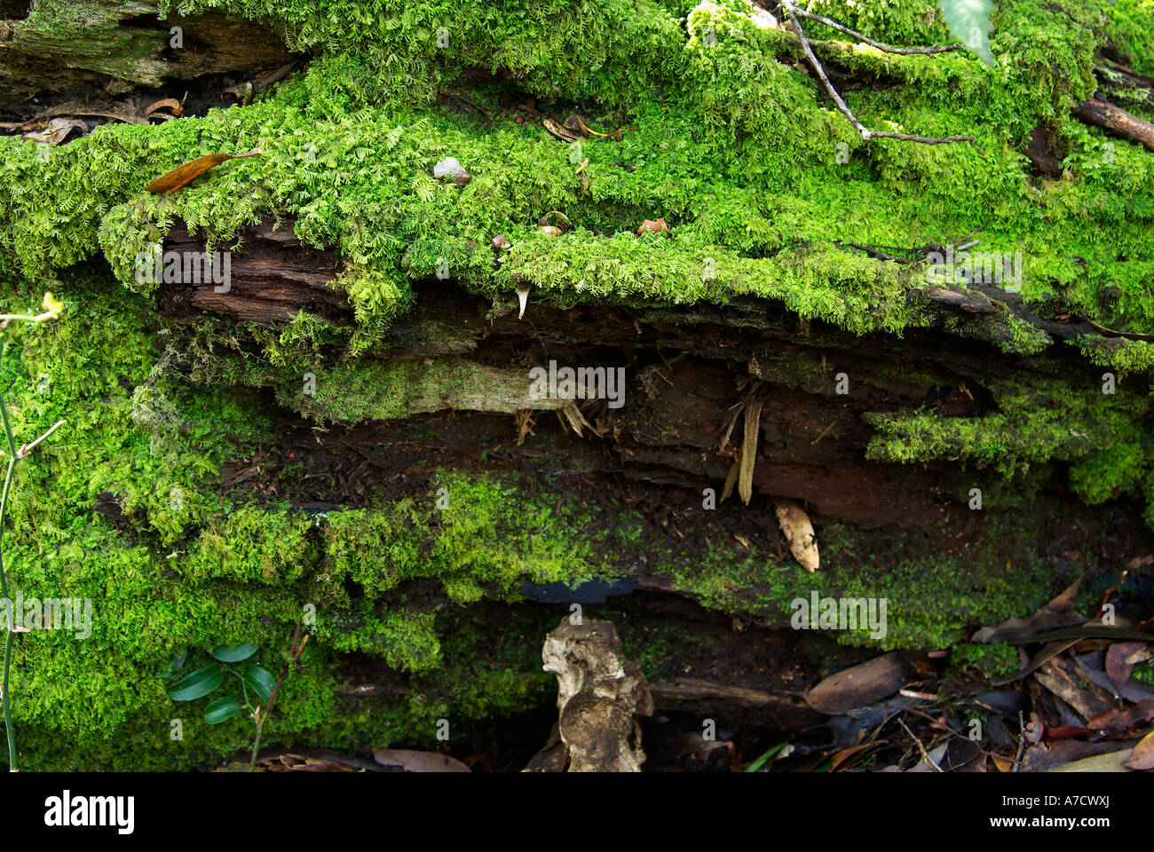a log covered in moss on the oxley world heritage rainforest floor ...