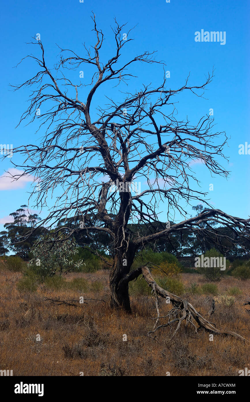 an old dead tree in the middle of a dry paddock Stock Photo - Alamy