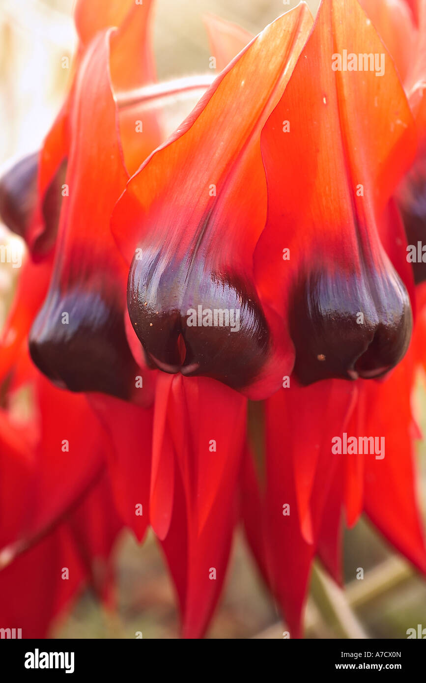 sturts desert pea the icon of the australian outback Stock Photo - Alamy