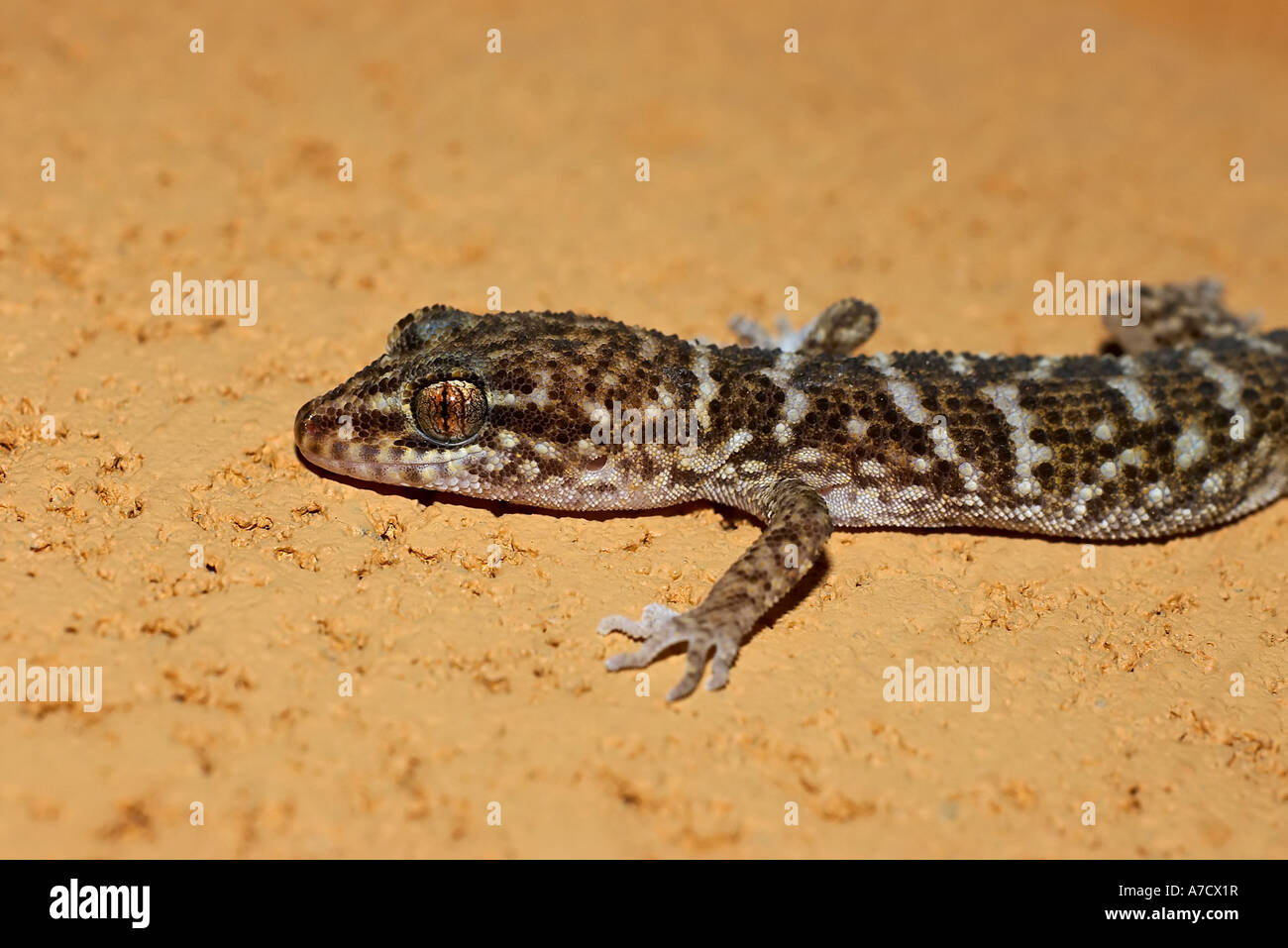 gecko on stone Stock Photo - Alamy