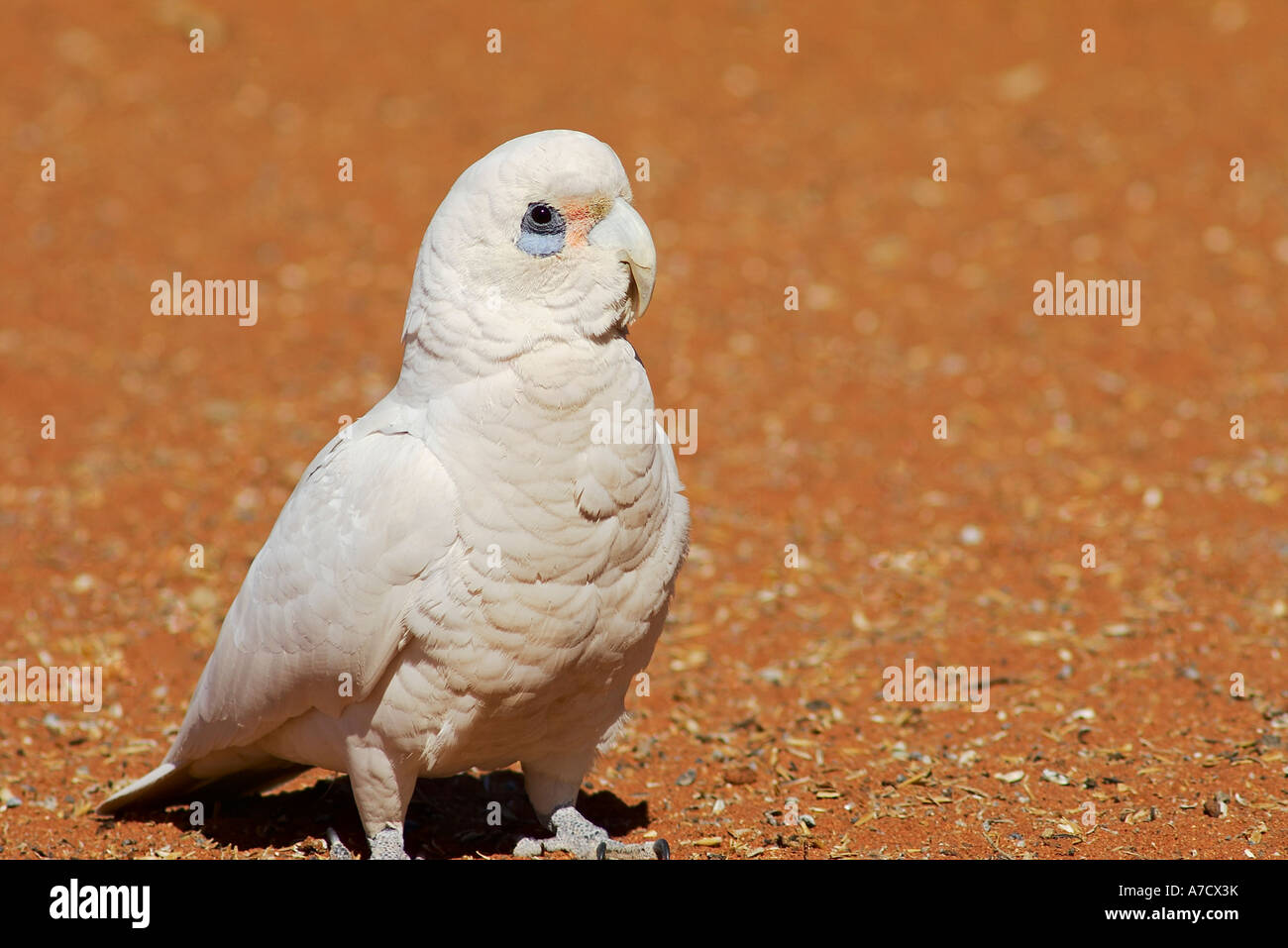 Inquisitive cockatoo hi-res stock photography and images - Alamy