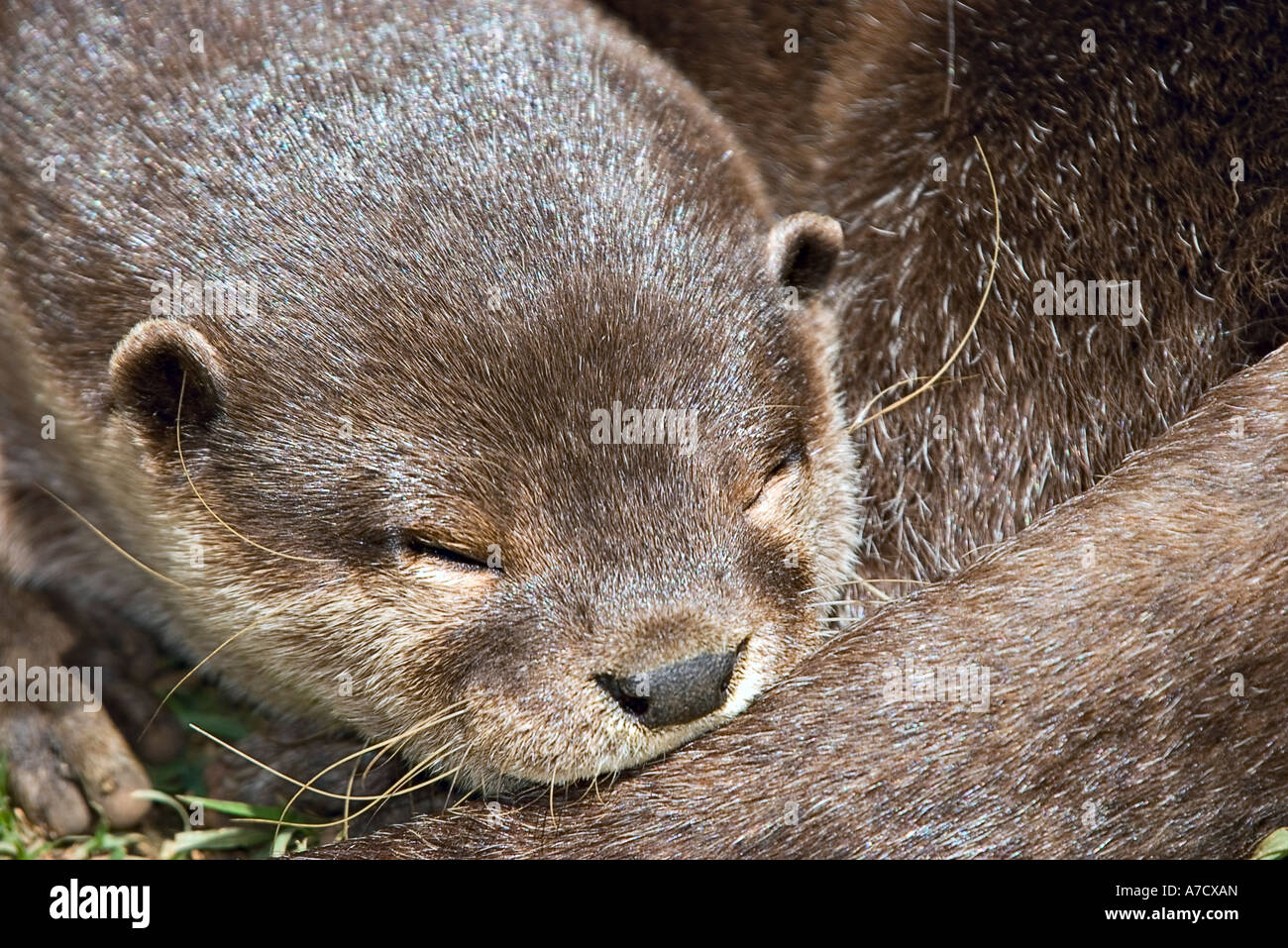 small clawed otter asleep Stock Photo - Alamy