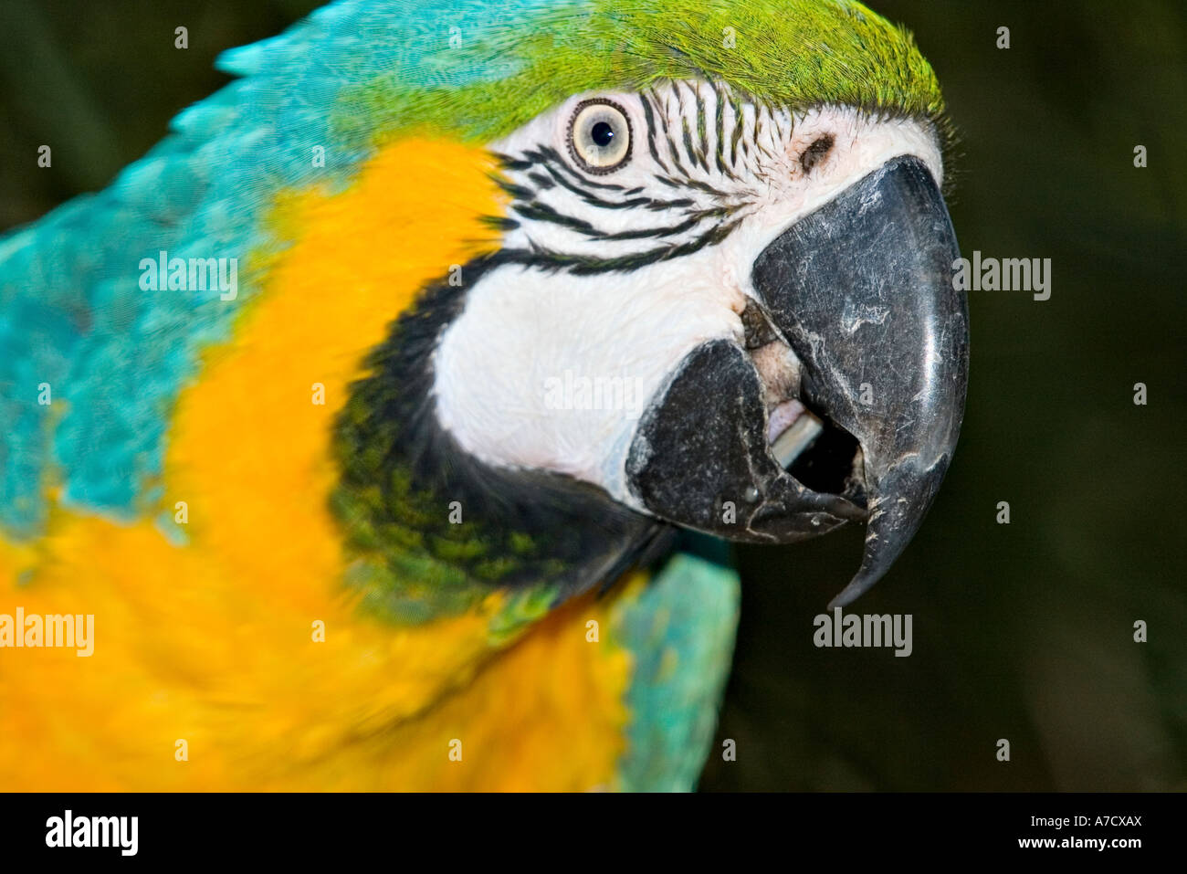 macaw looking at you Stock Photo - Alamy