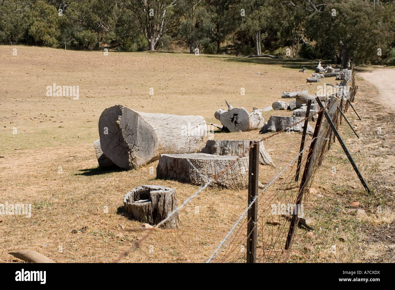 long line of tree stumps along a farm fence line Stock Photo - Alamy