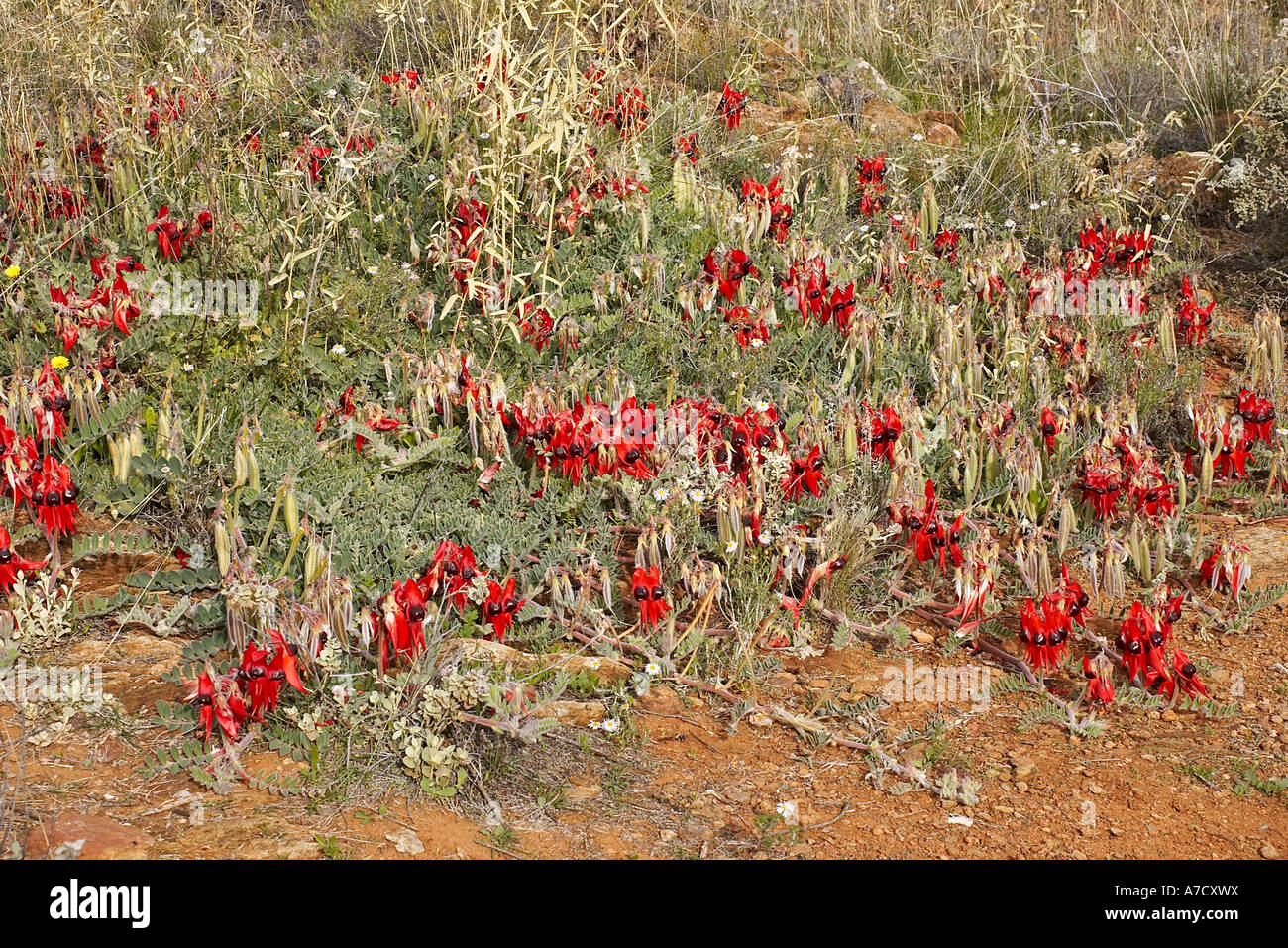 sturts desert pea the icon of the australian outback Stock Photo - Alamy