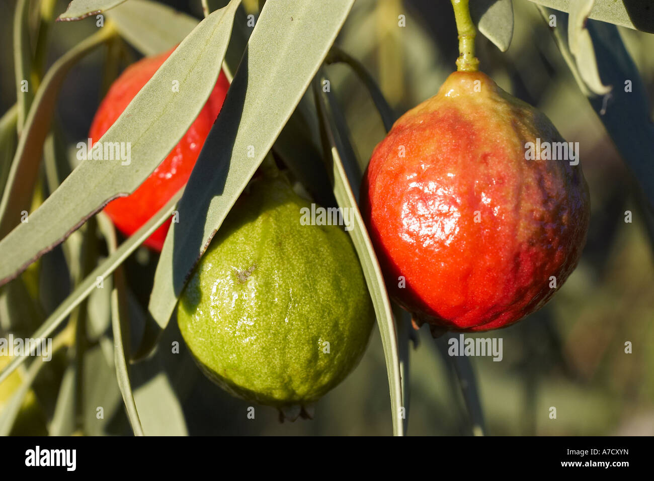 Native quandong tree hi-res stock photography and images - Alamy