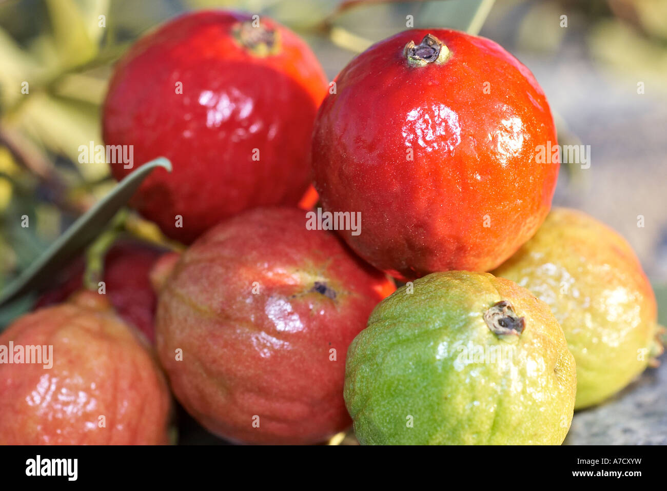 Quandong