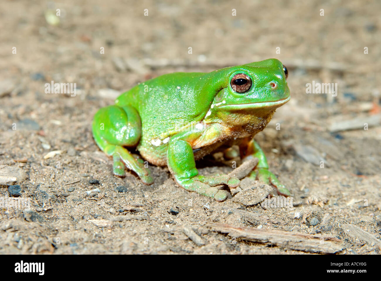 a big green tree frog litoria caerula sitting on dirt Stock Photo - Alamy