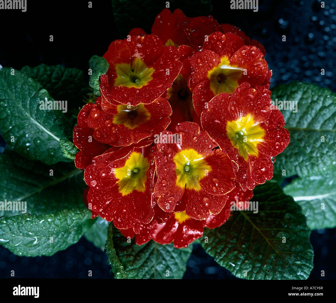Primula plants hi-res stock photography and images - Alamy