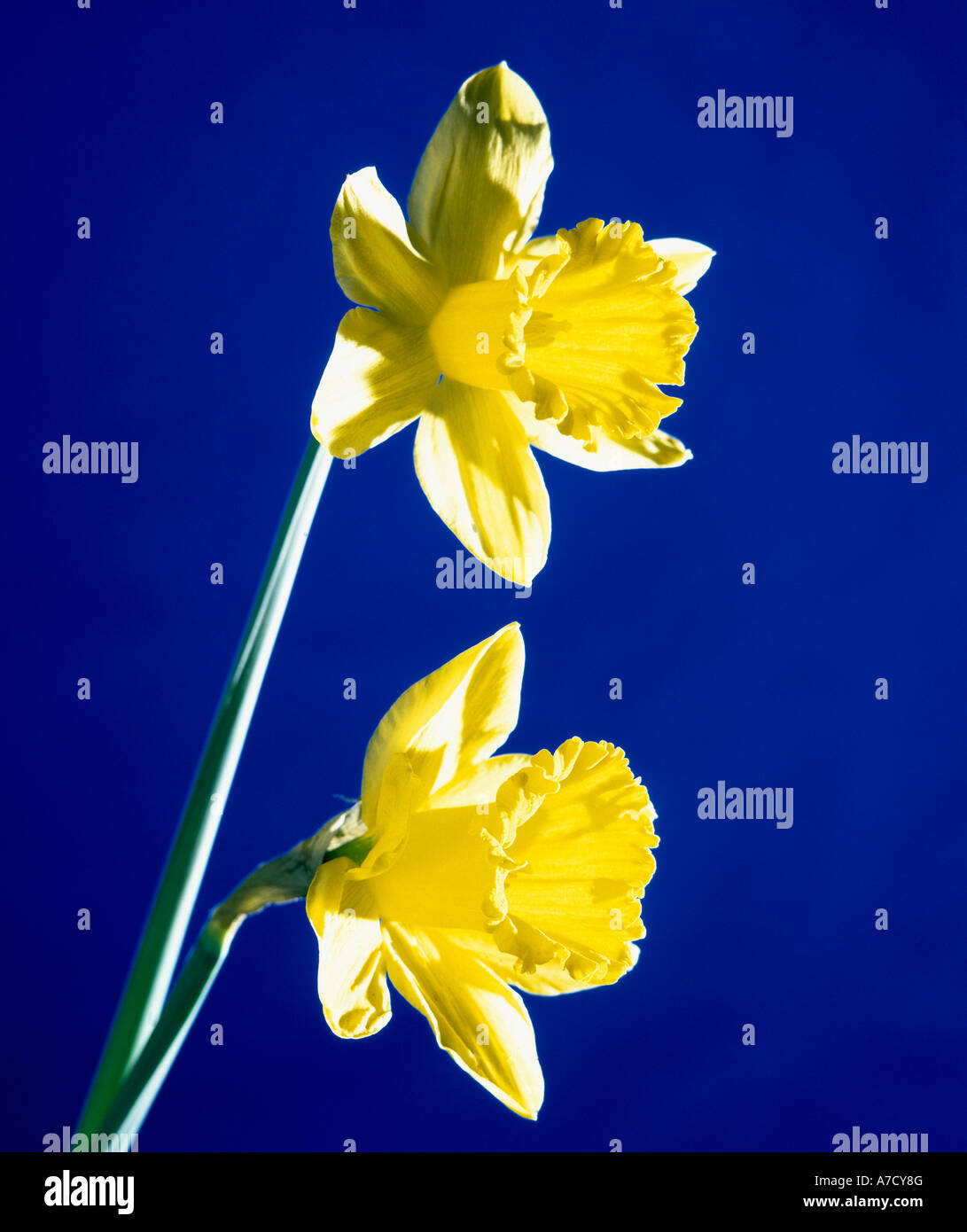 Still life with daffodils hi-res stock photography and images - Alamy