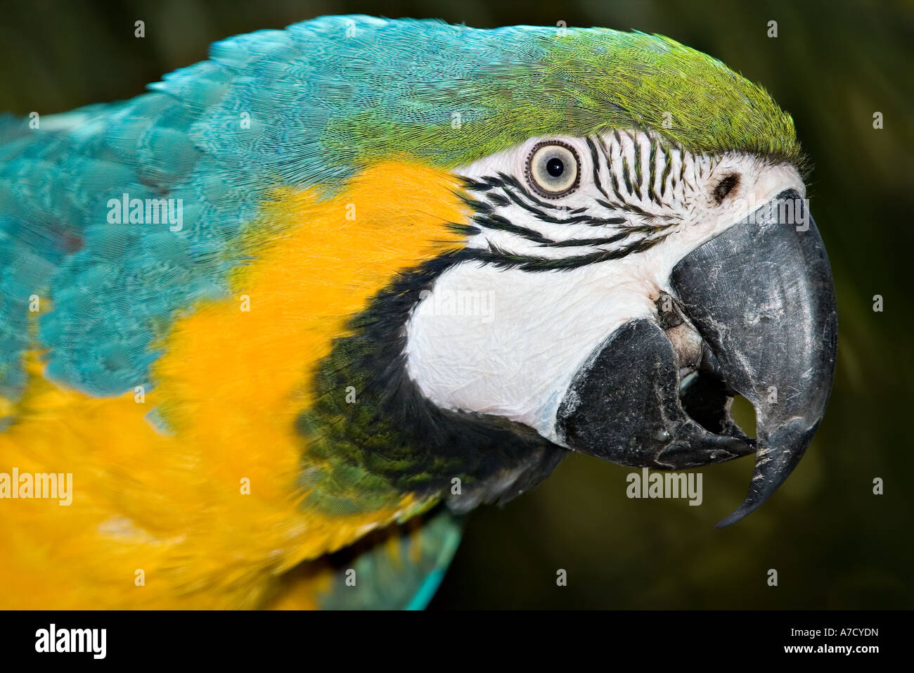 Macaw feather hi-res stock photography and images - Alamy