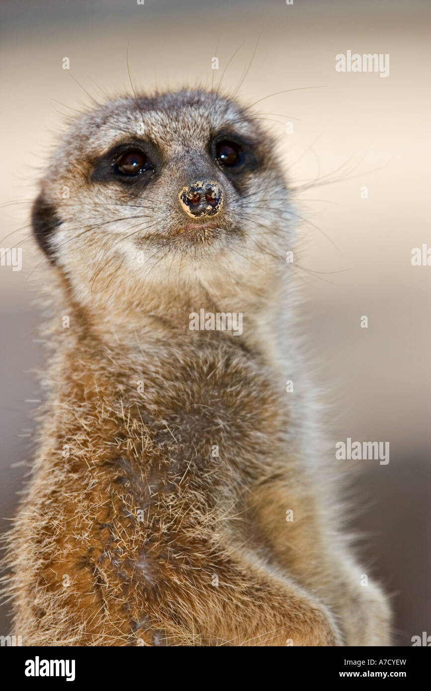 meerkat on guard Stock Photo - Alamy