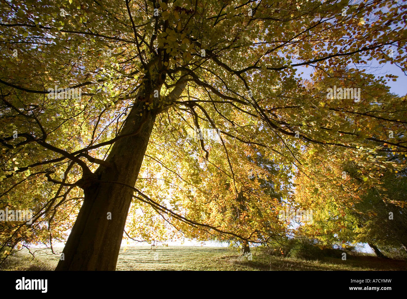 autumn trees landscape hill village rural colour Stock Photo - Alamy