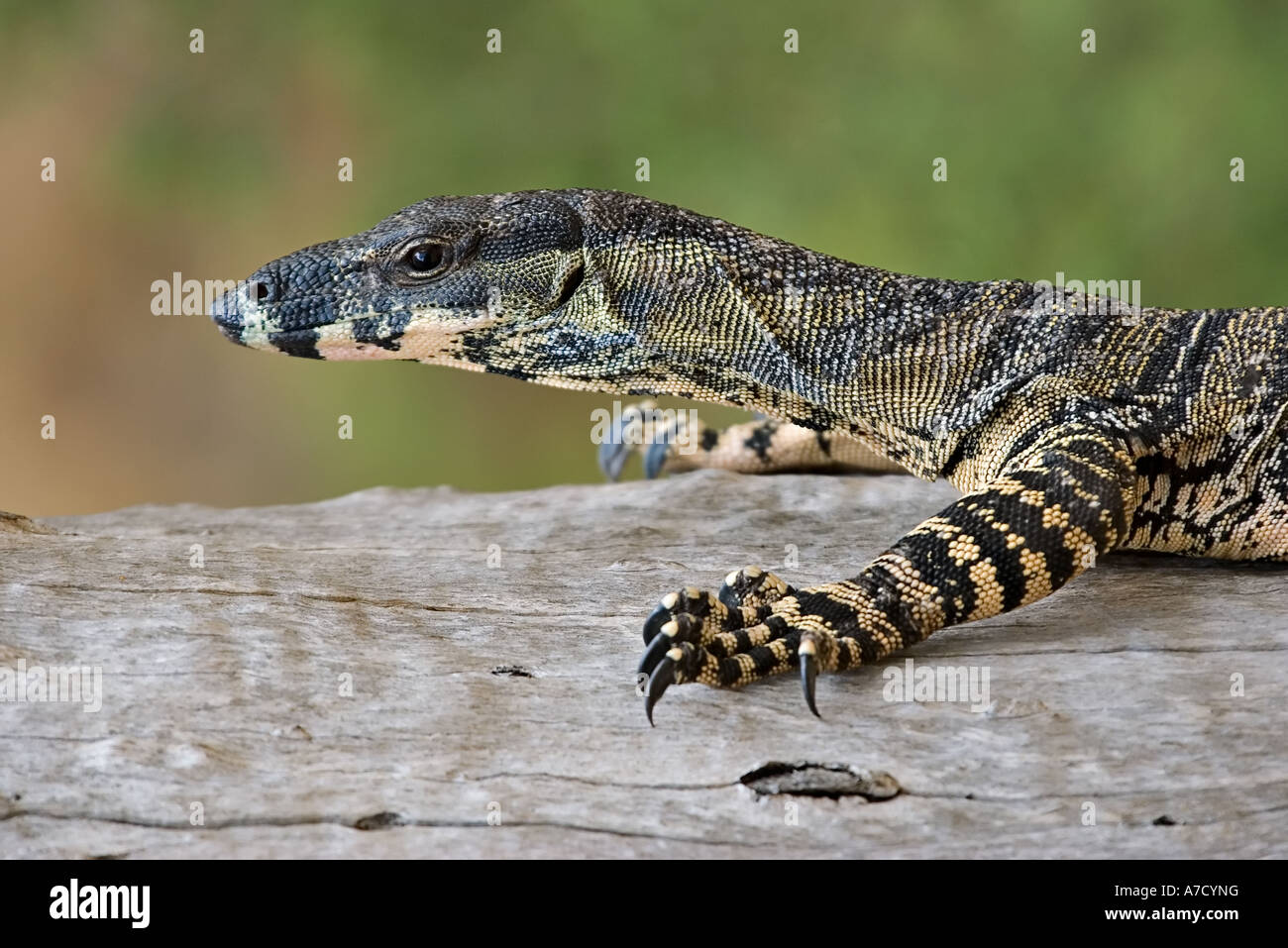 lace monitor walking on a log Stock Photo - Alamy