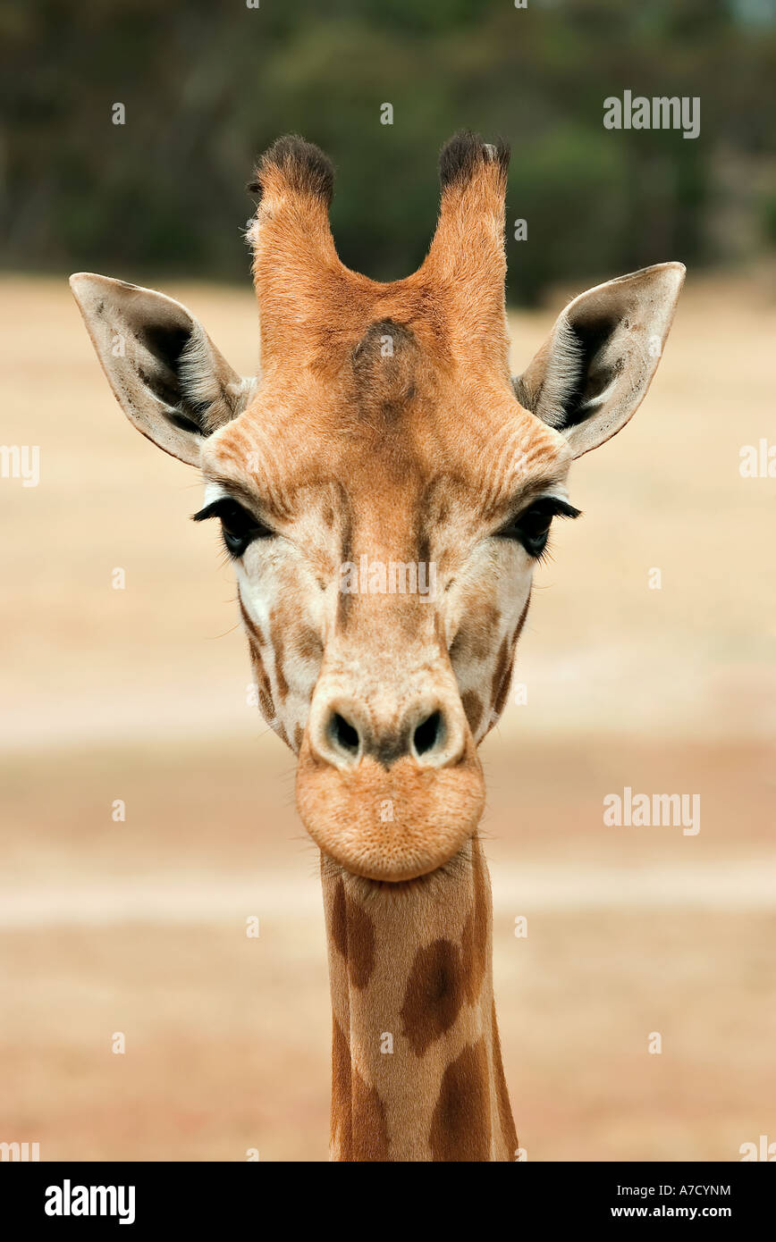 Giraffe eye level hi-res stock photography and images - Alamy