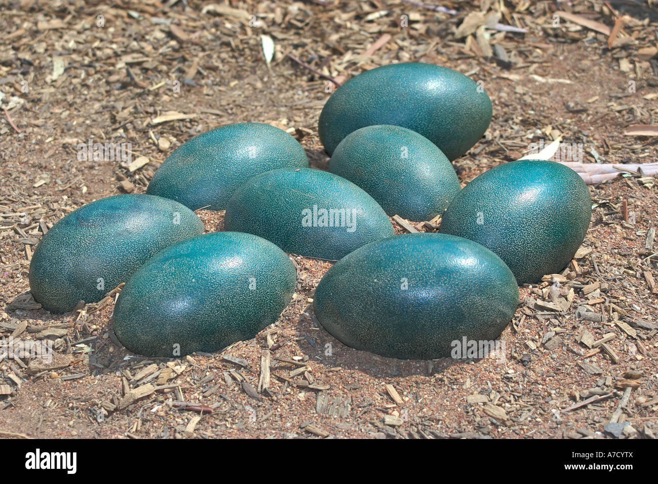Emu eggs hi-res stock photography and images - Alamy