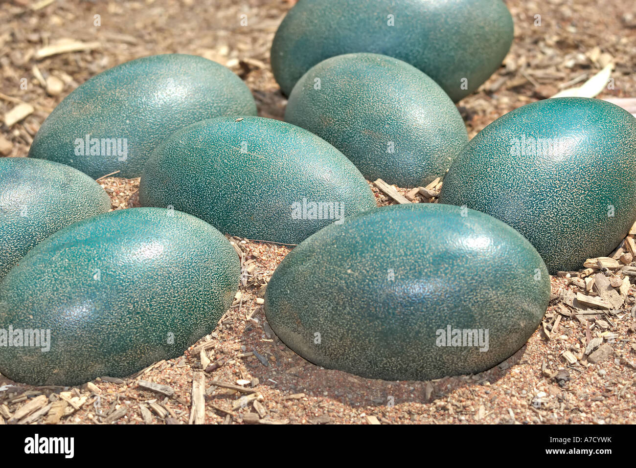 green emu eggs in the dirt Stock Photo - Alamy