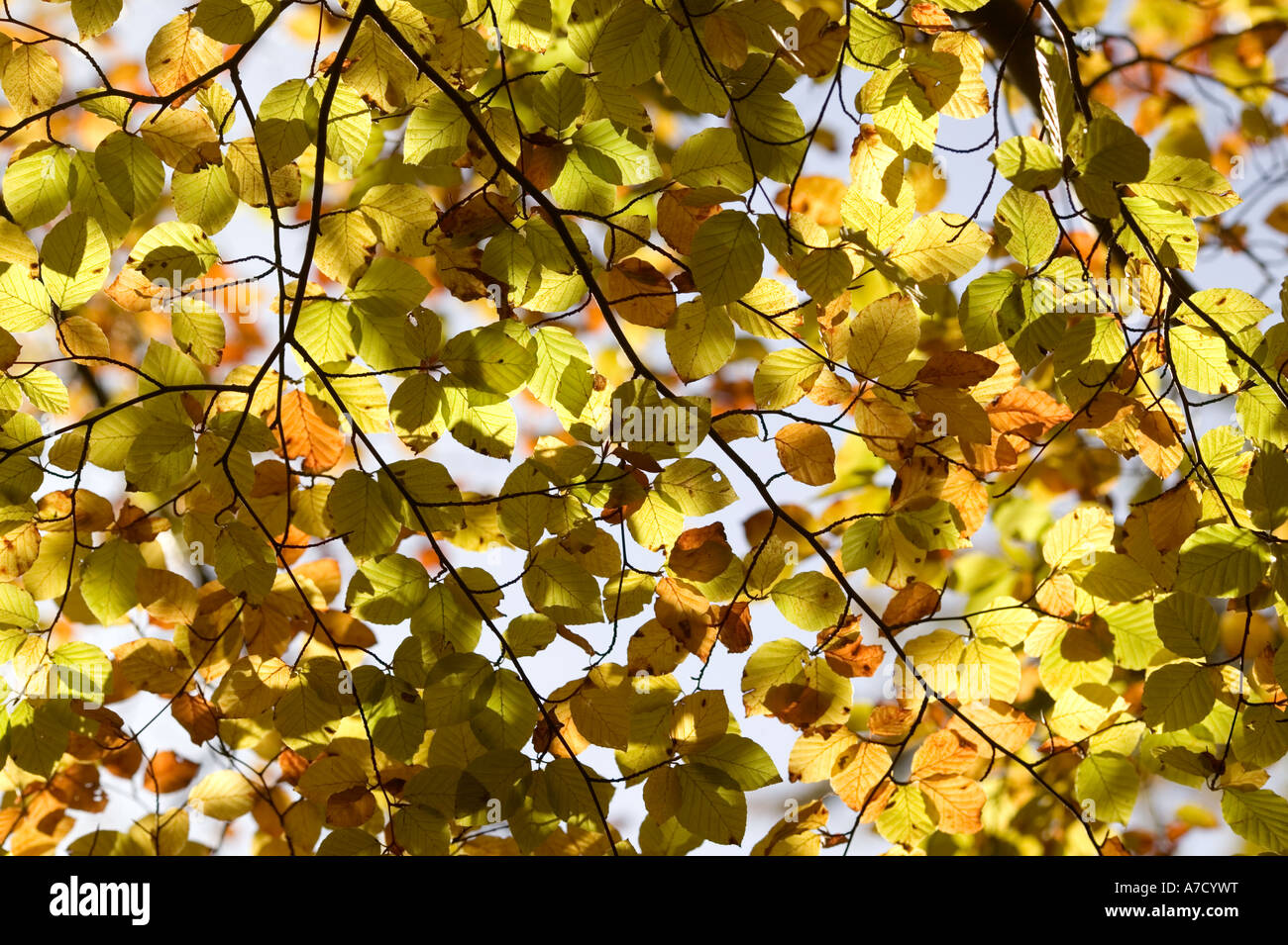 autumn trees landscape hill village rural colour Stock Photo - Alamy