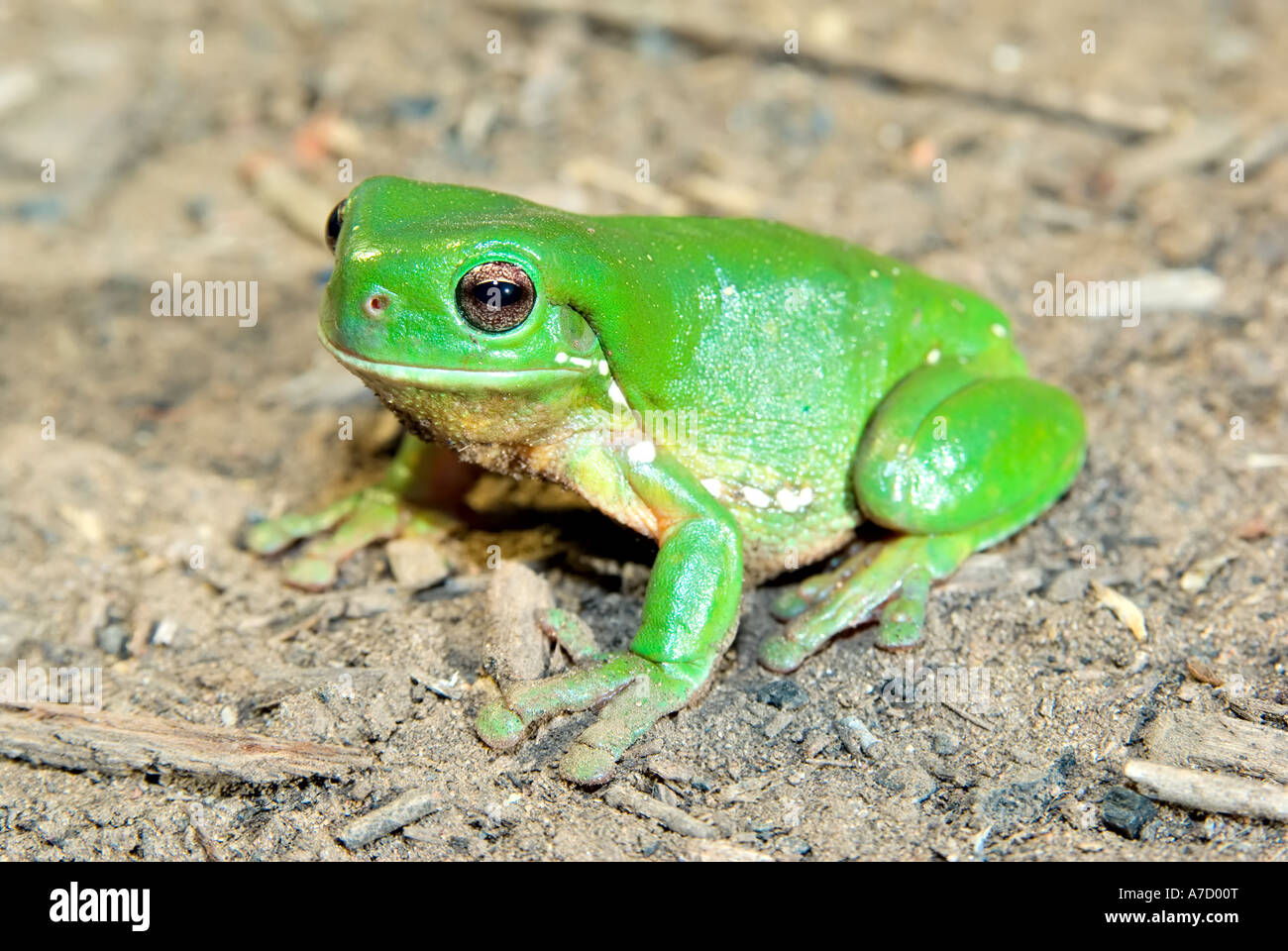 green tree frog litoria caerula sitting on the ground Stock Photo - Alamy