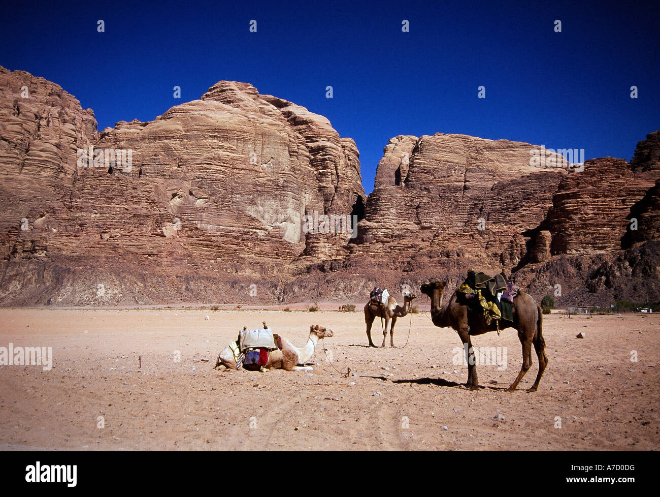 Wadi Rum, Camels in Desert Stock Photo - Alamy