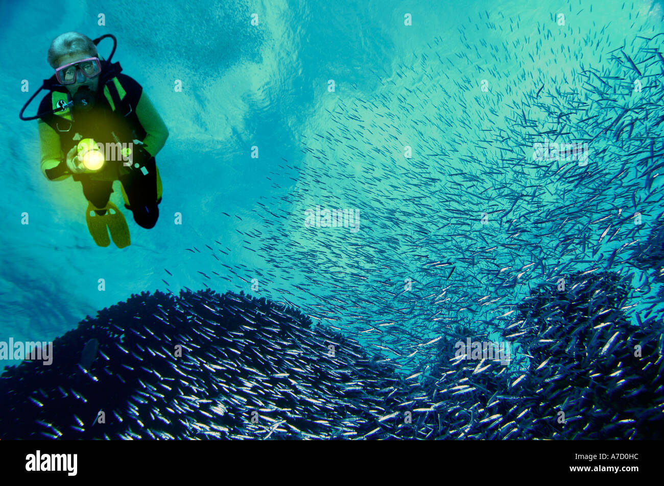 Red sea fusilier fish hi-res stock photography and images - Alamy