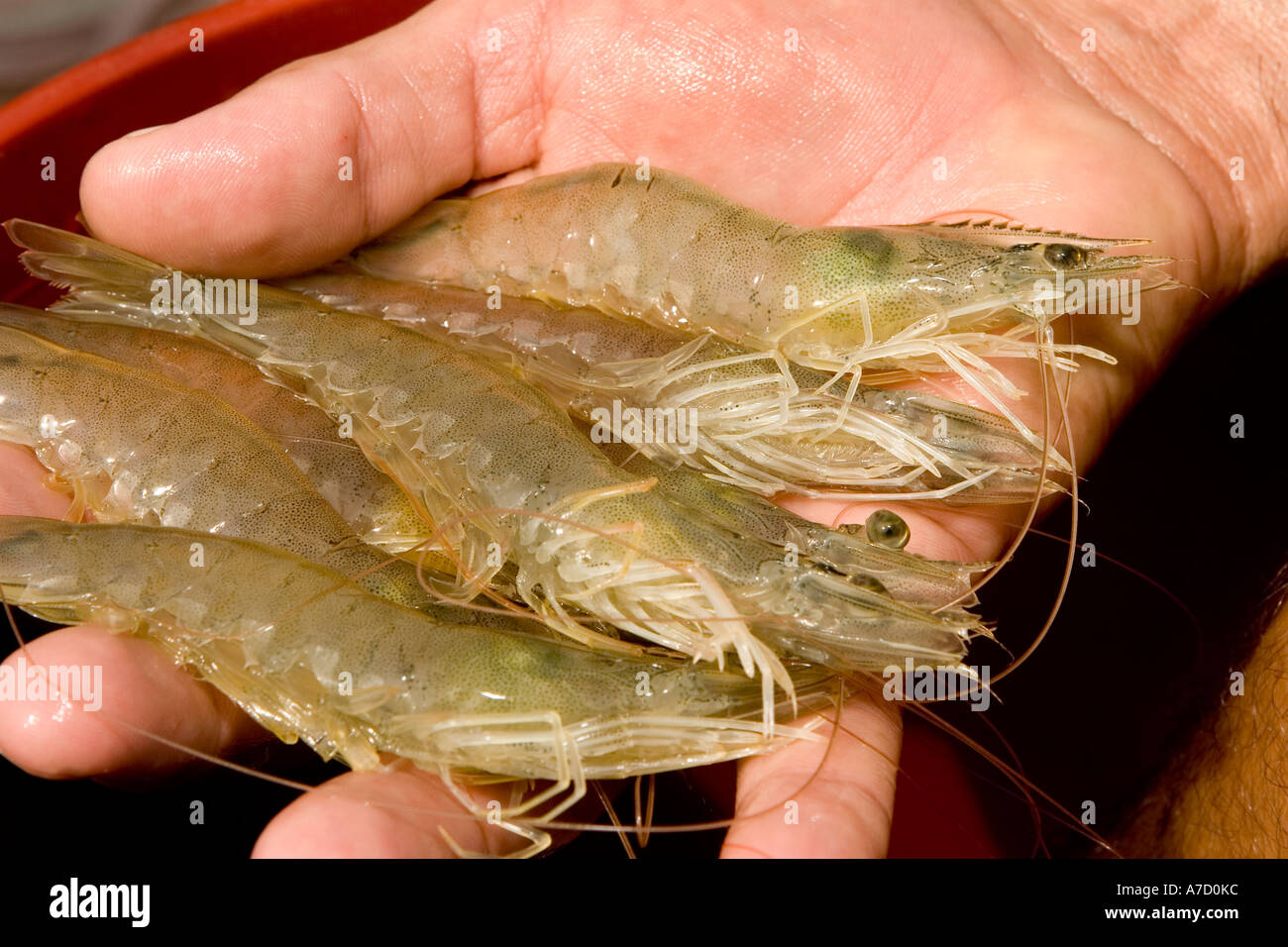 Shrimp farm Mexico Sonora.The farm Agualarva S A de C V located near ...