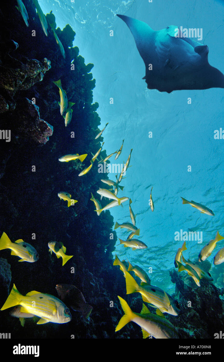 Middle East Egypt Red Sea Black spot Snapper Lutjanus ehrenbergi ...