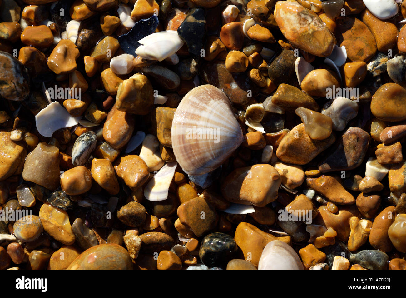 Beach, Pebbles & Shells Stock Photo - Alamy