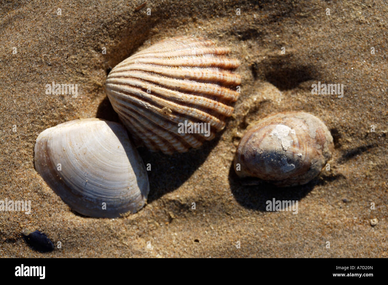 Beach with shells shellfish hi-res stock photography and images - Alamy