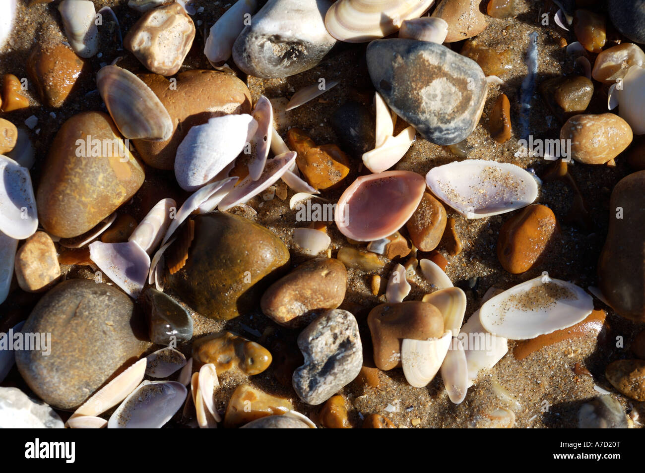 Beach, Pebbles & Shells Stock Photo - Alamy