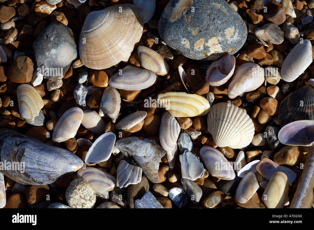Sea Shore Shells And Pebbles Stock Photo - Alamy