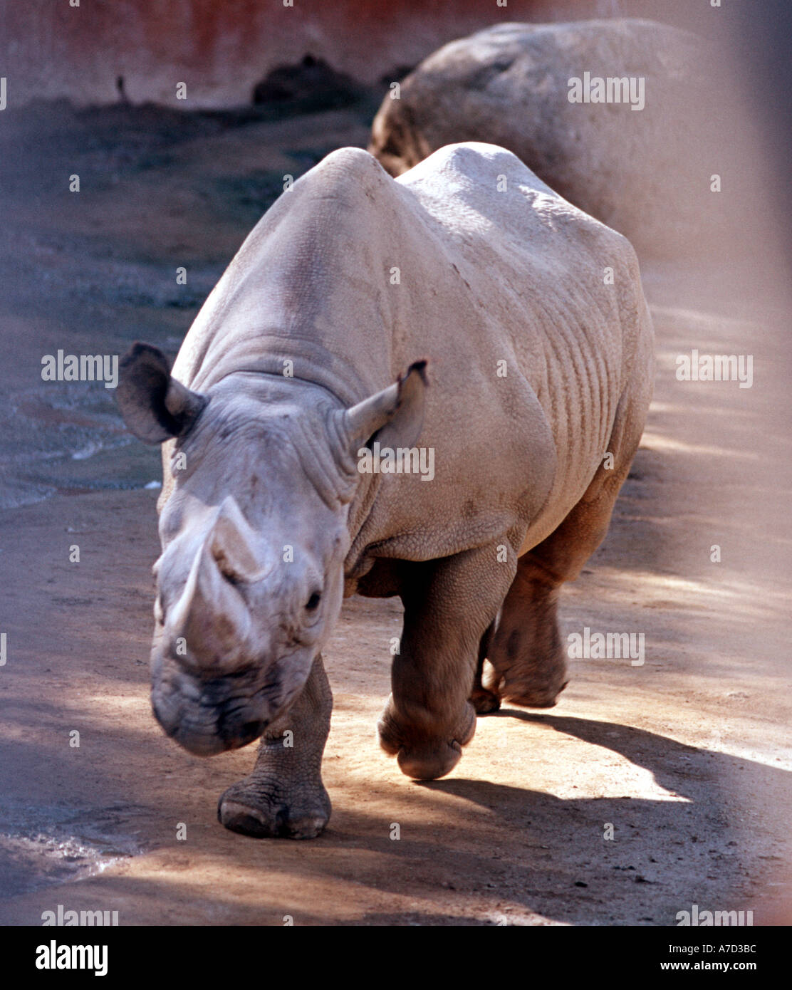 Animals charging hi-res stock photography and images - Alamy