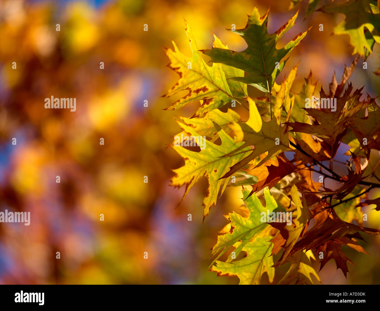 Autumn Colour Leaves Stock Photo - Alamy