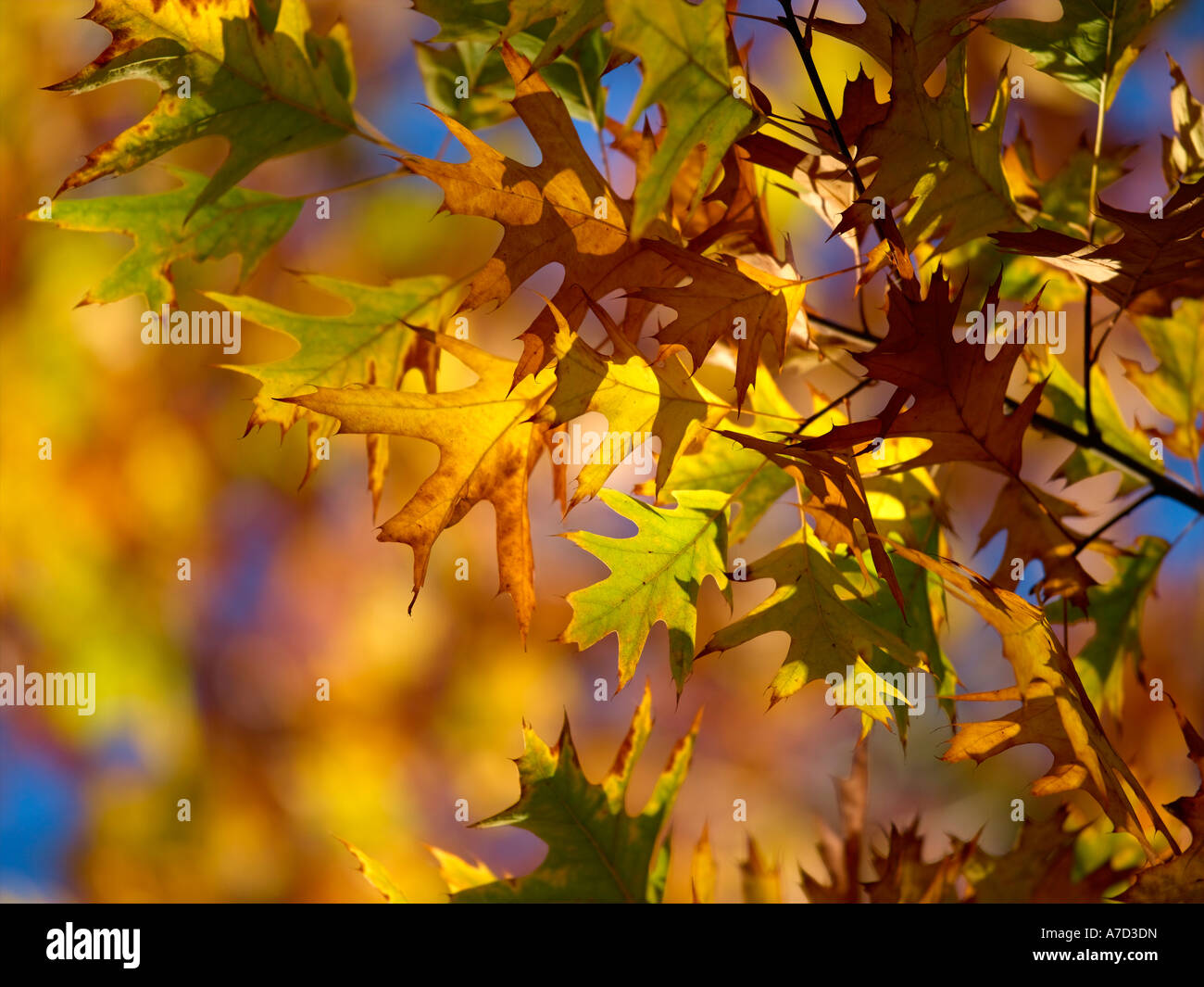 Autumn Colour Leaves Stock Photo - Alamy