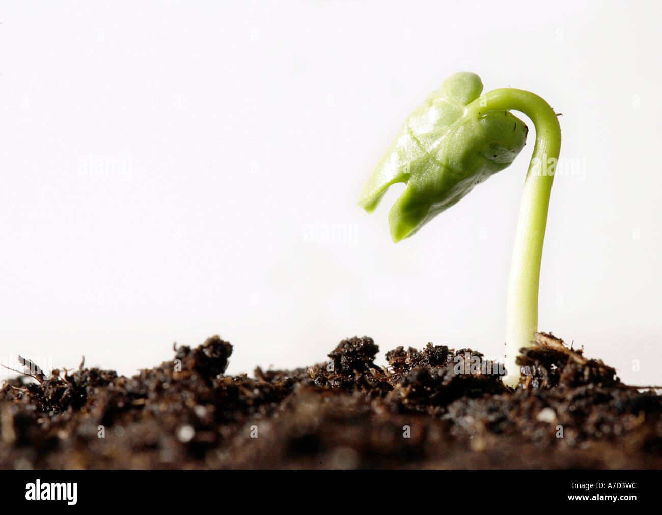 Full of nutrients hi-res stock photography and images - Alamy