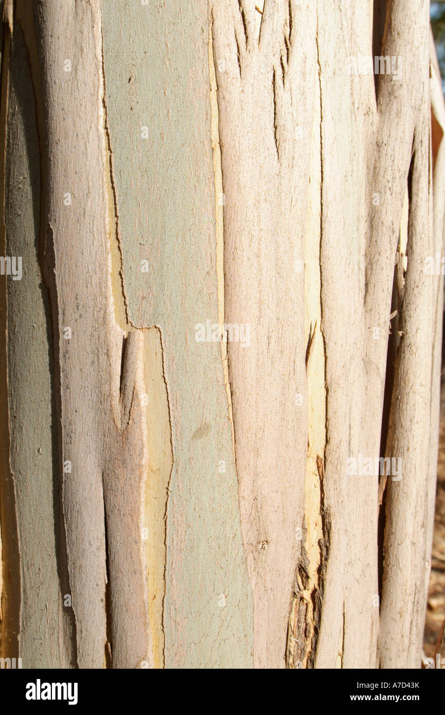 eucalyptus tree trunk Stock Photo - Alamy