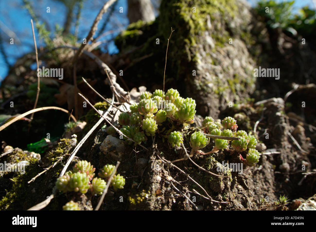 Portuguese stonecrop hi-res stock photography and images - Alamy