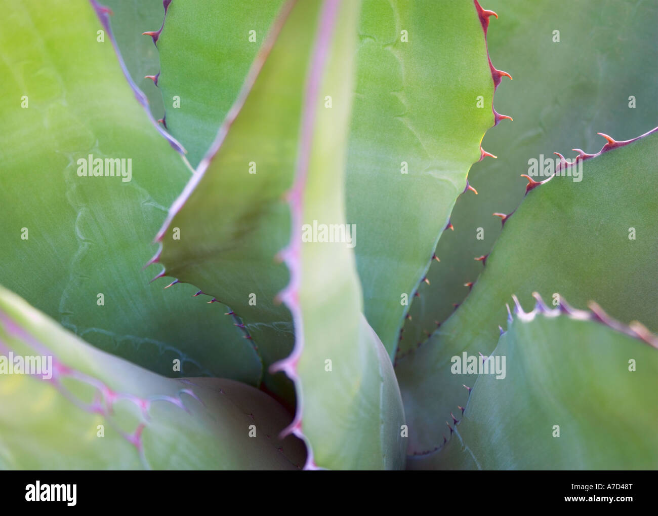 Detail view of an agave plant Stock Photo - Alamy