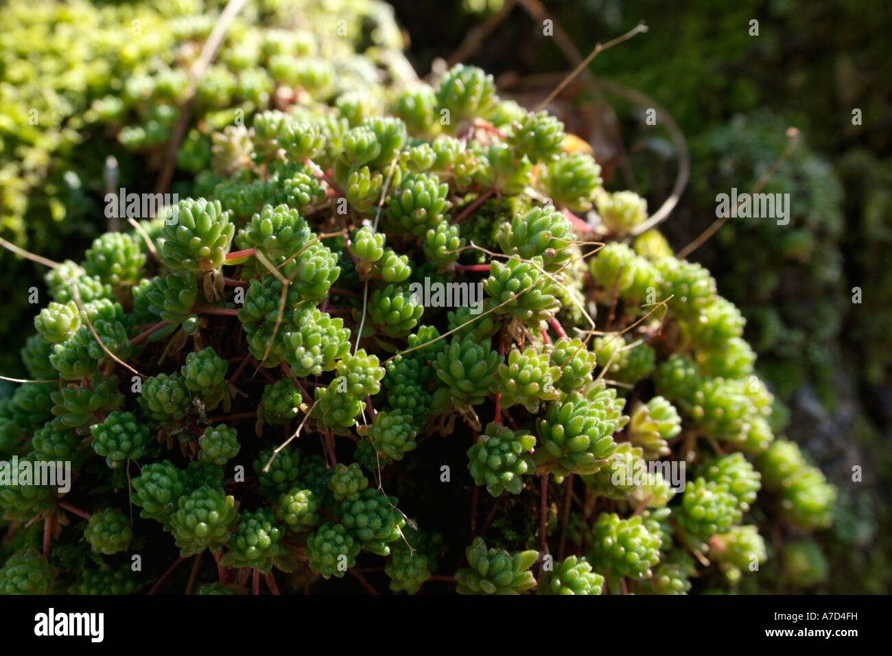 Portuguese stonecrop hi-res stock photography and images - Alamy